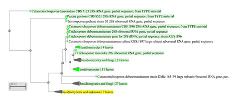 Phylogenetic Tree Of Yeast From Rrna Gene Sequencing Download