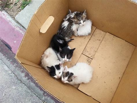 Found 5 Kittens Need To Weigh Them Dont Have A Scale Any Tips