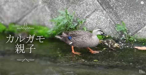 Naturaloop