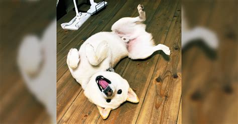 ちゃんとしまわれた犬たち ナイス犬しまい Togetter トゥギャッター