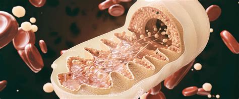 Mitochondrial Health Key To Cellular Rejuvenation