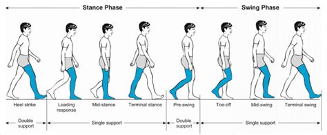 Illustration Of The Gait Cycle After Heel Strike During The Loading Download Scientific