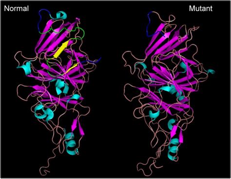 A Crystal Structure Of The Normal And B Tertiary Structure Model Of