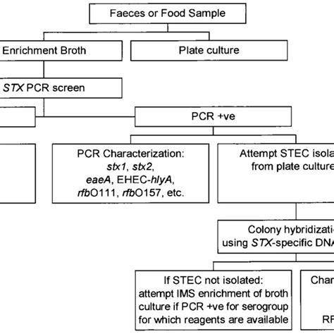 Pdf Pathogenesis And Diagnosis Of Shiga Toxin Producing Escherichia