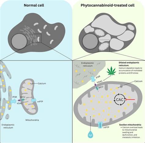 线粒体钙超载导致大麻素诱导激素反应性乳腺癌细胞的细胞凋亡 Cell Proliferation X Mol