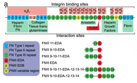 Vaccines Based On Fibronectin Extra Domain A Eda Or Extra Domain B
