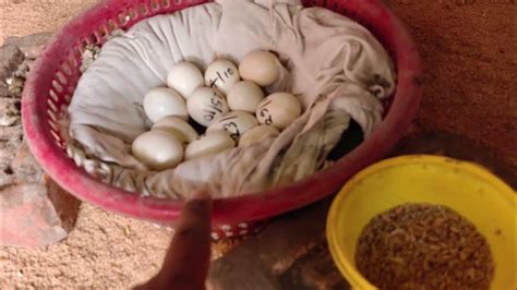 মুরগির খামারে ছোট্ট একটি কাজে খাদিজার পরিশ্রম কমে গেছে অনেক Khamar Bari Youtube