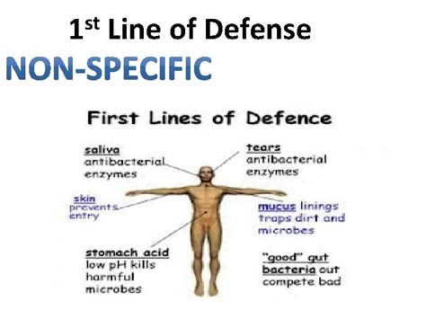 What Is The Immune System The Bodys Defense