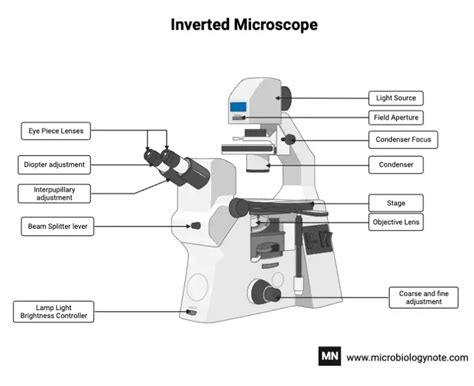 Inverted Microscope Principle Procedure Parts Uses Biology Notes
