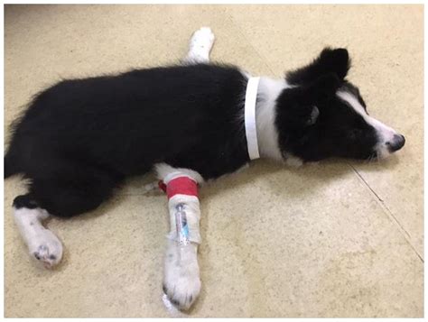 Nursing The Tetanus Patient By Samantha Barber British Veterinary