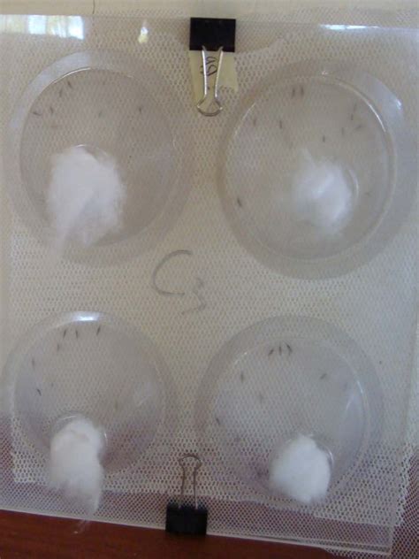 Photograph Of The Who Cone Bioassay Setup Photograph Shows How The