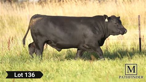 Lot 136 Youtube