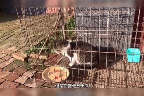 真不愧是中华田园猫，找个机会就要翻墙出去玩，让主人操碎了心出去玩田园机会