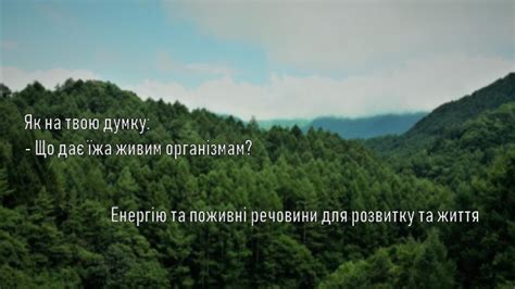 Презентація Ланцюги живлення