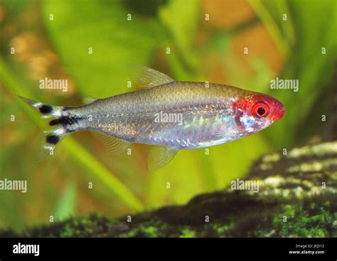 Rummy Nosed Tetra Hemigrammus Bleheri Brazil Rio Negro Aquarium