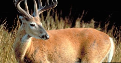 Cdc You Can Get Tuberculosis From Deer