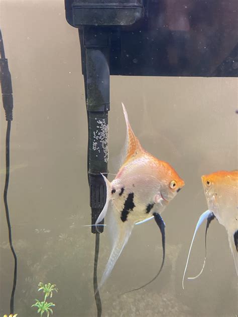 Angelfish Breeding In Community Tank Rfishkeeping