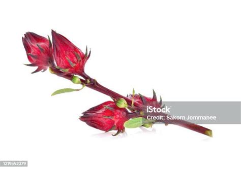 히비스커스 사브다리프파 또는 로젤 과일 흰색 배경에 고립 0명에 대한 스톡 사진 및 기타 이미지 0명 과일 꽃 식물 Istock