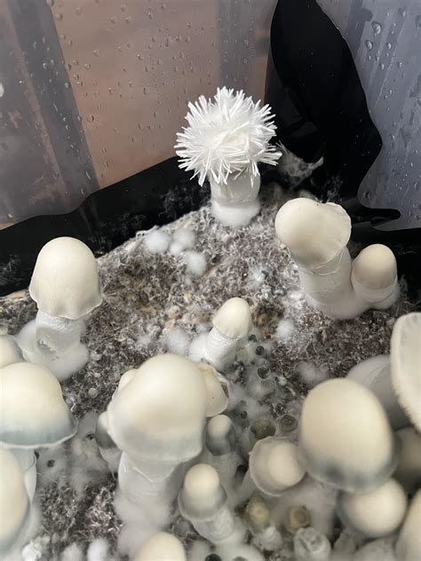 Cha Cha Cha Chia Strange Things Happen Rshroomers