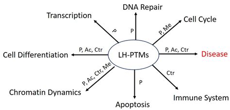Post Translation Modifications And Mutations Of Human Linker Histone Subtypes Their