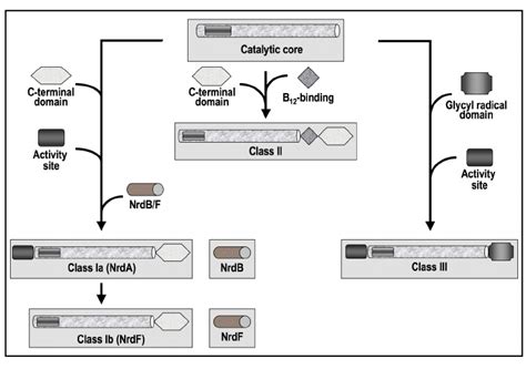 Schematic Representation Of The Modularity Hypothesis For Rnr Class Download Scientific Diagram