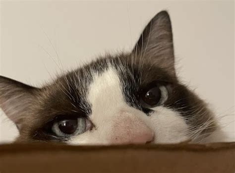 Learn Css Flexbox By Building A Photo Gallery Step 21 Html Css