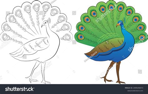 Peacock Black White Color Vector Art Stock Vector Royalty Free