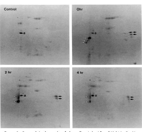 figure 8 from fluorescence activated cell sorter facs analysis