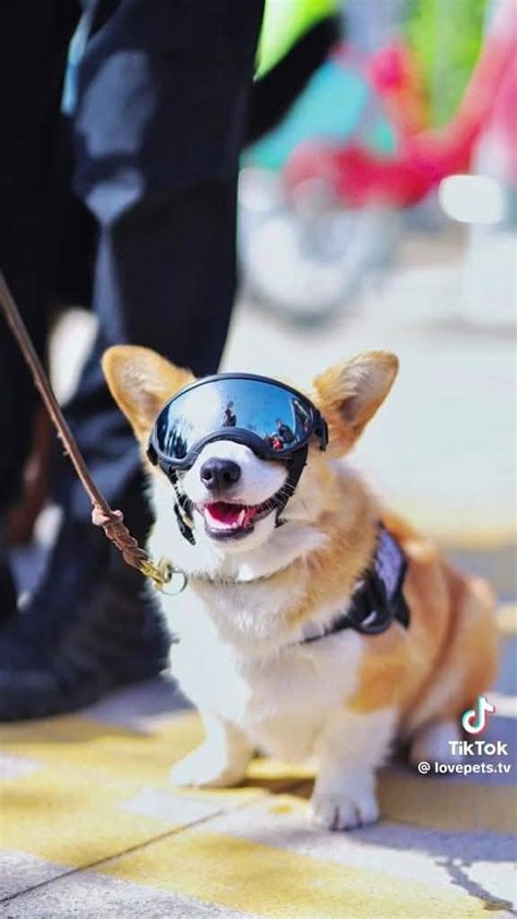 เอาภาพสุนัขต แม้งโดนสัด แดรกยางลบแม้งเลย By ข้างบ้านกูเอง Facebook