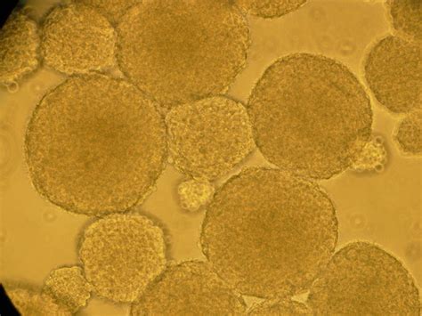 A Fresh Look At Culturing Stem Cells Advancing Cell Culture