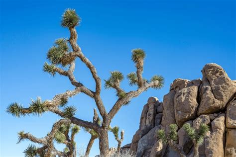 1 313 Contorted Tree Royalty Free Photos And Stock Images Shutterstock