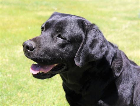 Nico Bethlehem Kennel