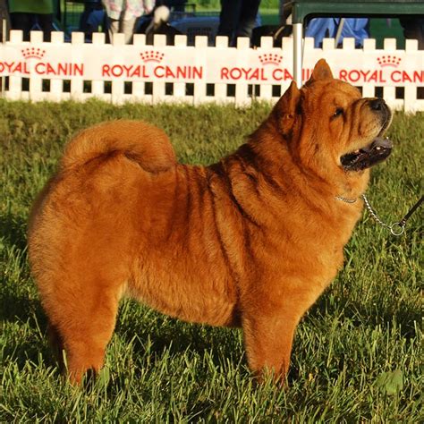 Sugar Girl Of The Royal Club Majestic Sandial Chow Chow Kennel