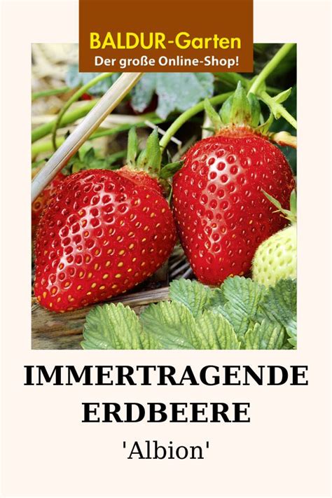 Immertragende Erdbeere Albion 3 Pflanzen Strawberry Fresh