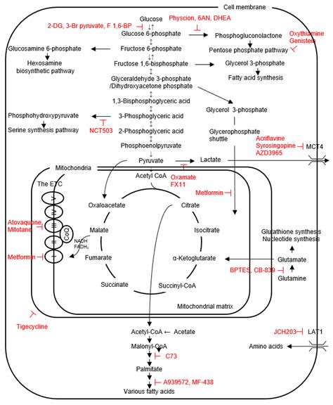 Glucose Metabolism