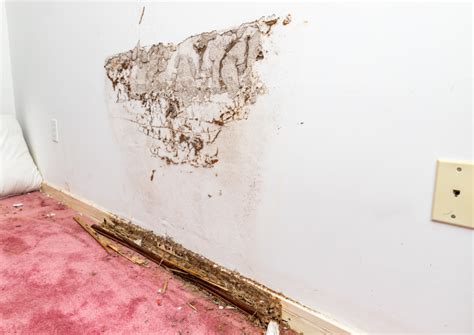 Termite Nest On Wall Detect Eliminate And Learn Termite Treatment