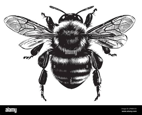 Bumblebee Side View Hand Drawn Sketch Insects Illustration Stock Vector