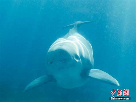 揭秘非洲 象人族” 让女人面红耳赤男人自惭形秽 新闻中心 温州网