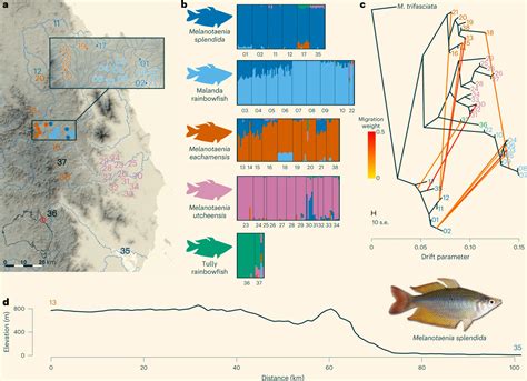 Natures Solution To Climatic Change Hybridization Molecular Ecology Lab At Flinders University