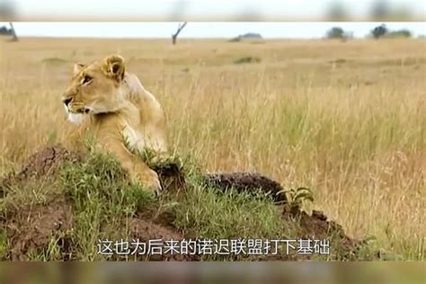 诺迟和亮鬃击败狮王辛巴，亮鬃为保护狮群战死，诺迟独自保护狮群诺迟狮群亮鬃
