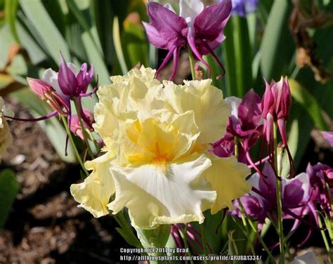 Tall Bearded Iris Iris Absolute Star In The Irises Database