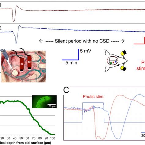 Photic Stimulation Evokes Csd In The Visual Cortex Primed With