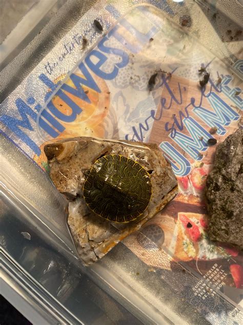 Identification Rturtle