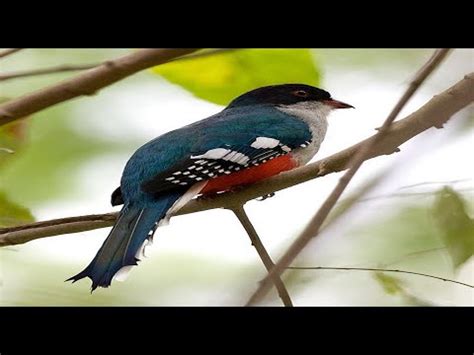 Ave Nacional De Cuba El Tocororo Símbolo De La Fauna Cubana Loros