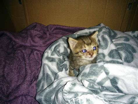 They Found A Helpless Kitten On The Ground Near Their House 8 Months