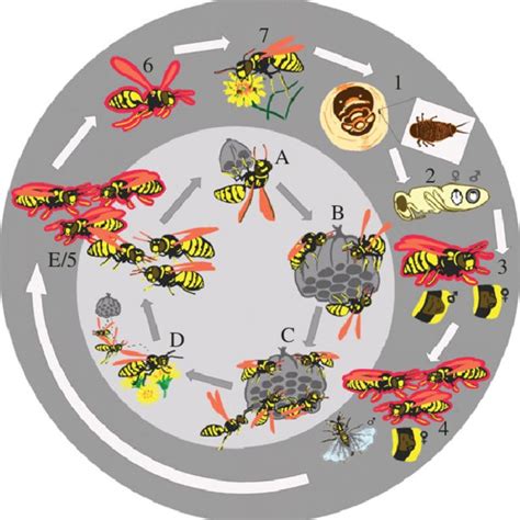 PDF Transcriptomics Of An Extended Phenotype Parasite Manipulation Of Wasp Social Behaviour