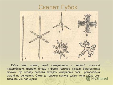 Презентация на тему Мета уроку Освітня Почати формувати знання про
