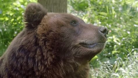 Potential Lawsuit In Bitterroot National Forest Highlights Key Grizzly Habitat