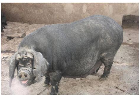 八眉猪肠道菌群构建和代谢对食物纤维的响应研究 知乎 八眉猪肠道菌群构建和代谢对食物纤维的响应研究 知乎