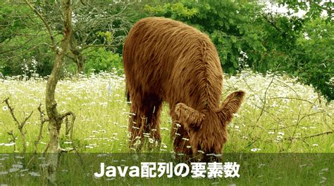 【30秒でわかる】java配列の要素数を確認する方法